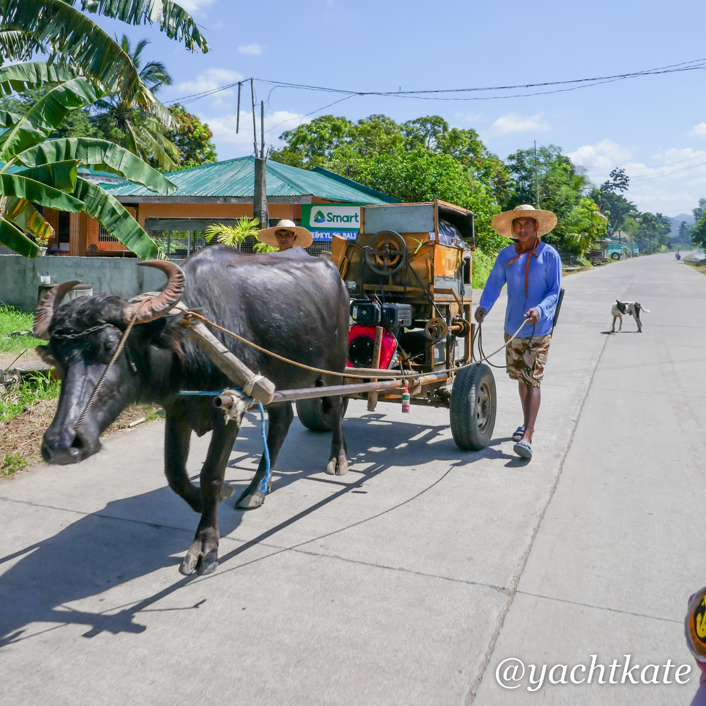 Scenes from the Philippines Rice Fields, a Photo Essay - yachtkate.com